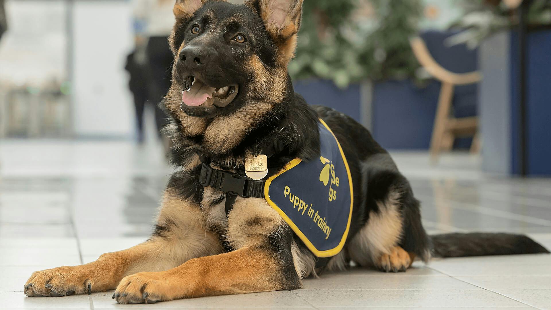 Guide Dogs is our chosen charity | Proper Natural