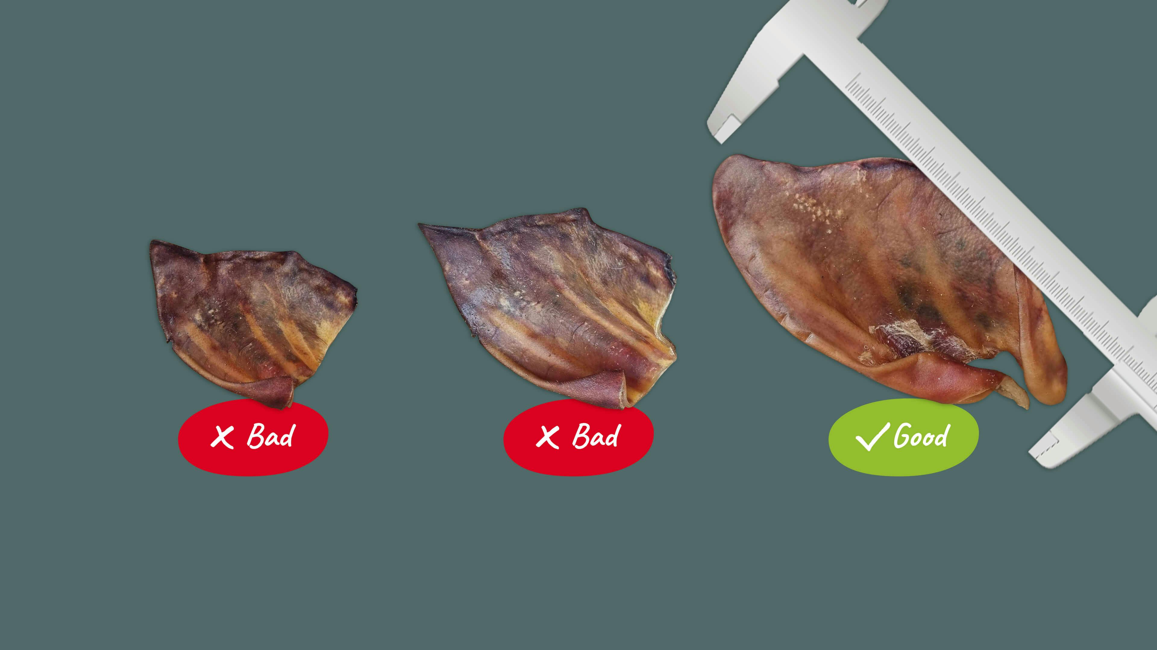 Large Pigs Ears at Proper Natural | Take the pigs ear challenge