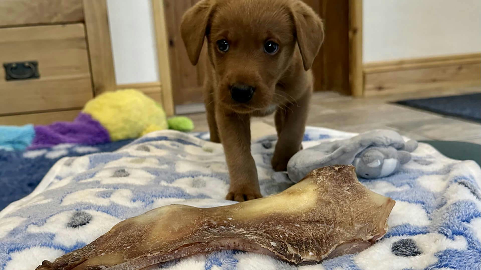 100% beef cartilage Moon Bone for dogs - all you need to know